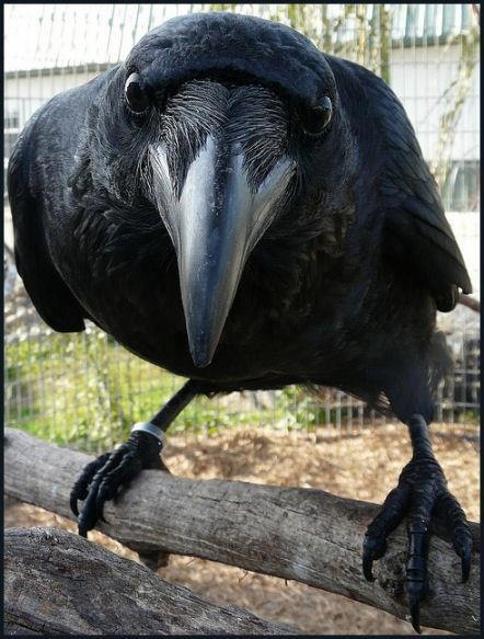 Crow Face - Coyote Network News